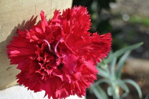 Clavel | Características, cuidados | Planta, flor | ¡Toda la información! 🌺