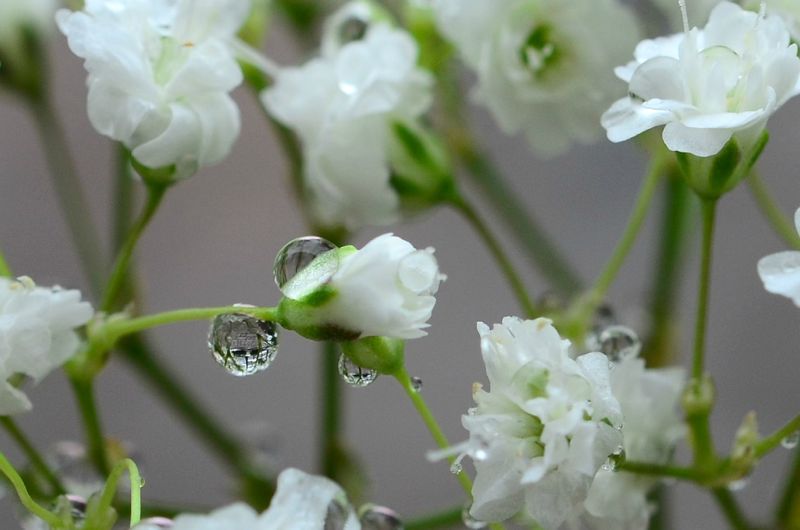 Paniculata: Características, cultivo y usos decorativos y medicinales