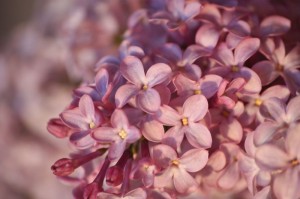 Lila común características, usos y propiedades medicinales