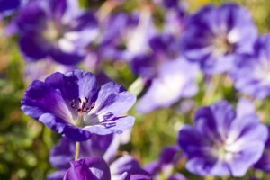 Geranio: características, cuidados y beneficios medicinales esenciales