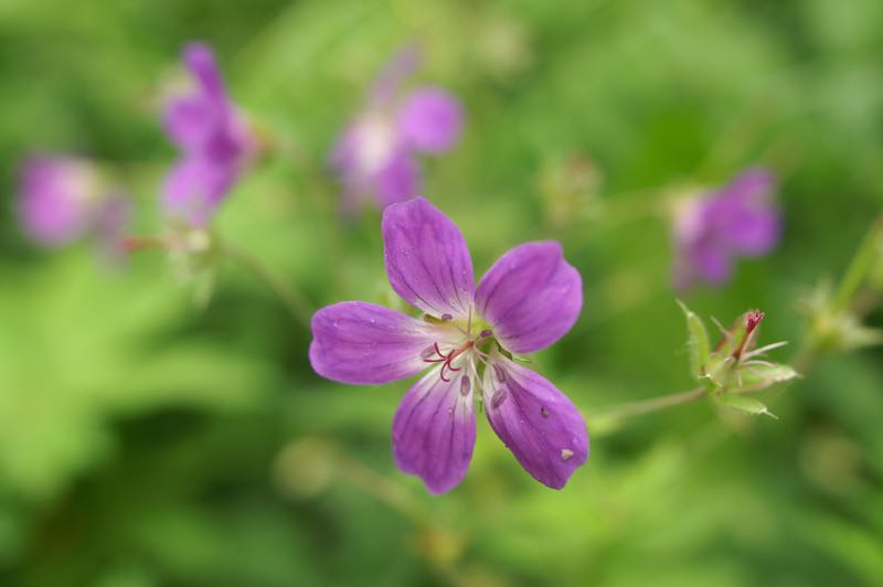 Geranio: características, cuidados y beneficios medicinales esenciales
