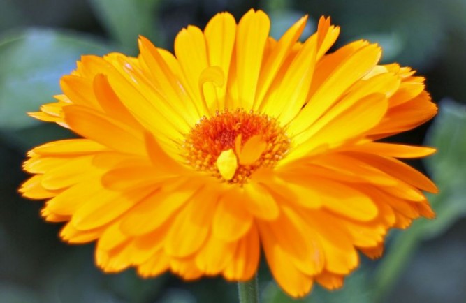 Caléndula: características, cultivo, usos medicinales y culturales