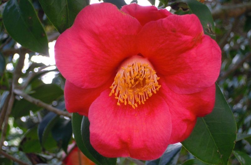 Camellia japónica: características, cuidados y usos esenciales
