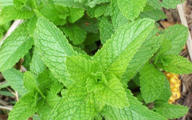 Hierbabuena propiedades, cultivo y beneficios para la salud