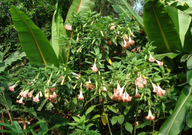 Floripondio: Belleza y Peligro en tu Jardín