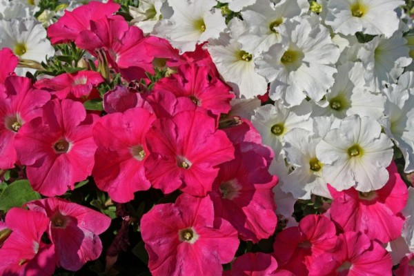 Guía completa de la petunia: variedades y cuidados esenciales