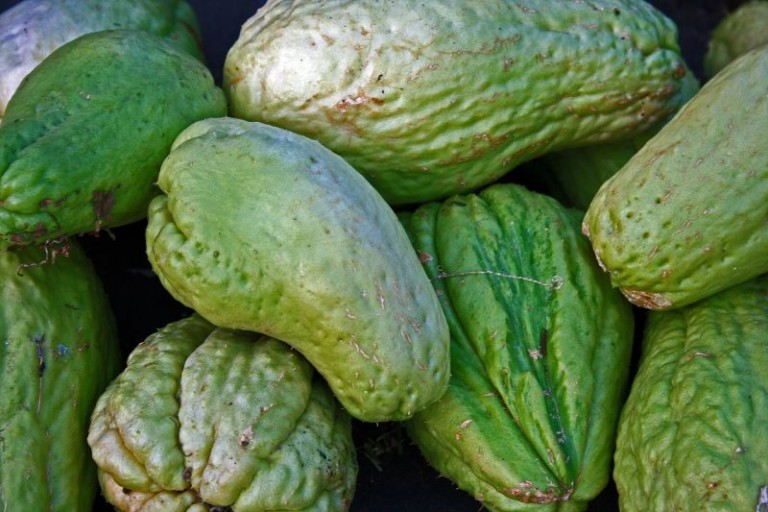 Chayote | Características, fruto, usos, propiedades, nutrición, cultivo