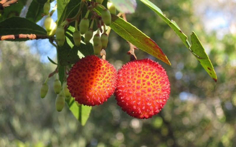 Madroño | Características, hábitat, cuidados | Arbusto, fruto