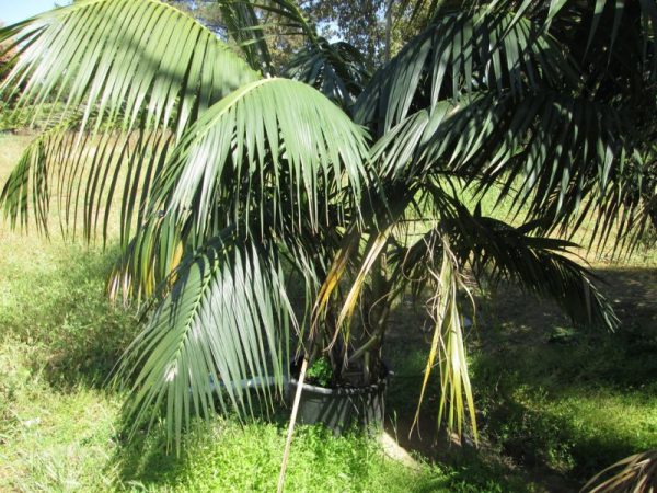 Kentia | Características, hábitat, cuidados