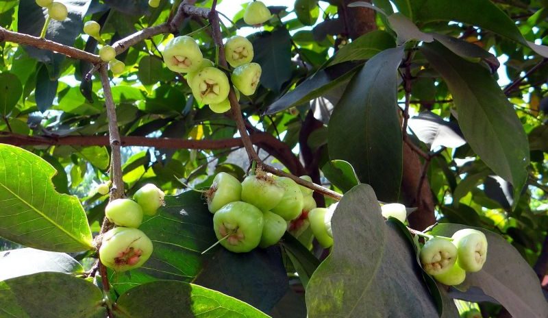 La pomarrosa | Características, hábitat, propiedades | Árbol