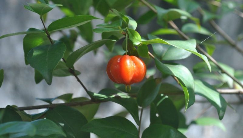 La pitanga | Características, cultivo | Planta | Eugenia uniflora