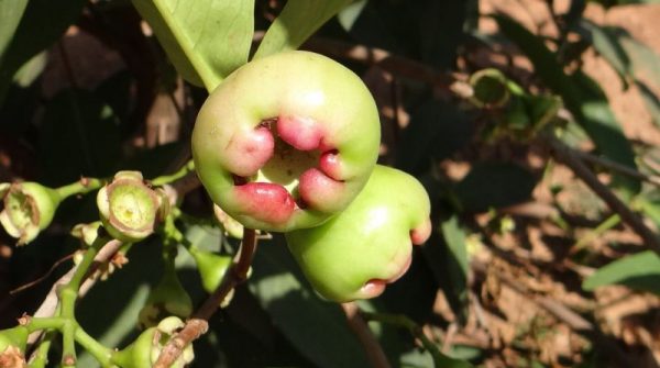 Pomarrosa: Fruto Tropical Nutritivo y Ornamental