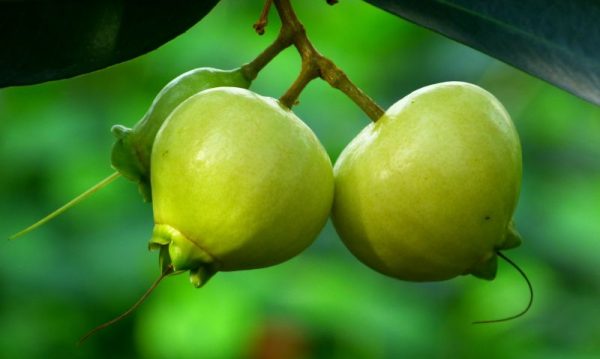 Pomarrosa: Fruto Tropical Nutritivo y Ornamental