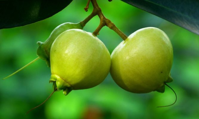 Pomarrosa: Fruto Tropical Nutritivo y Ornamental
