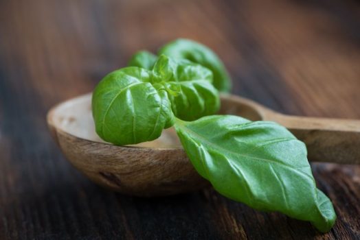 Albahaca: Cultivo, Usos y Beneficios Saludables