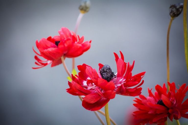 Anémona: características, cultivo y simbolismo de esta flor elegante