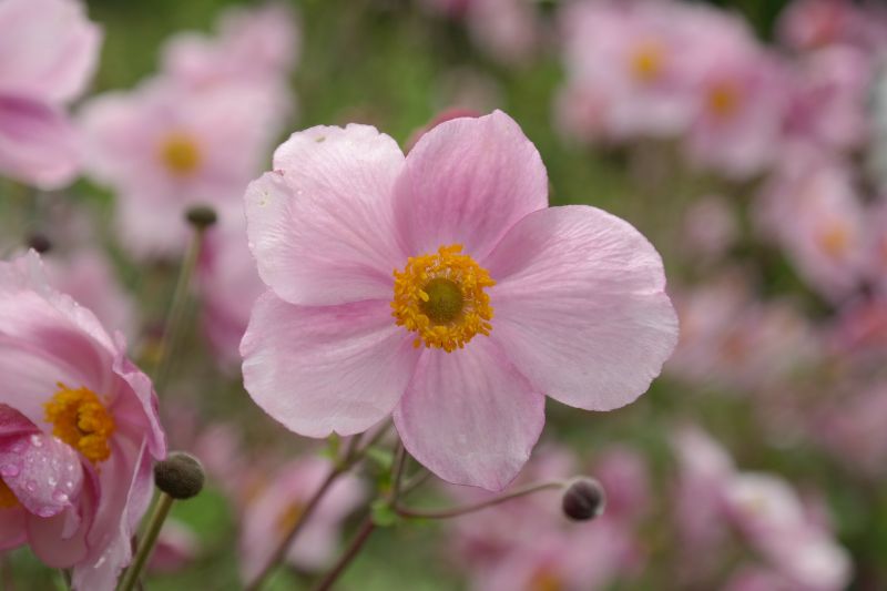 Anémona | Características, cuidados, cultivo | Flores