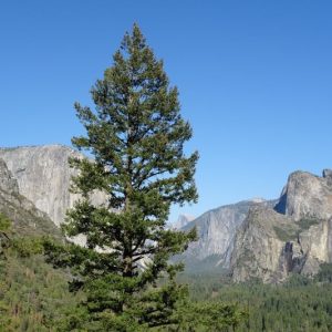 Flores | Características, tipos, variedades, clases, cuidados, reproducción