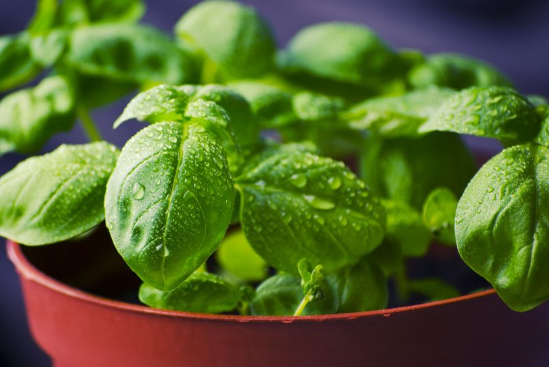 Albahaca: Cultivo, Usos y Beneficios Saludables