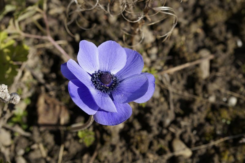 Anémona: características, cultivo y simbolismo de esta flor elegante