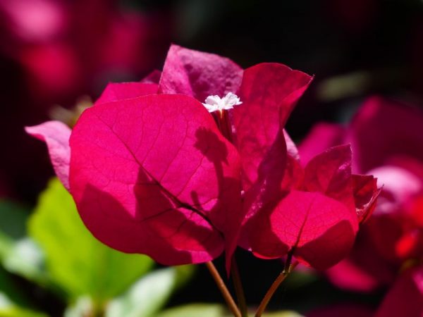 Buganvilla: Cuidados, Cultivo y Características