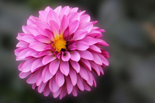 Cuidado y Cultivo de Dalias: Guía Completa