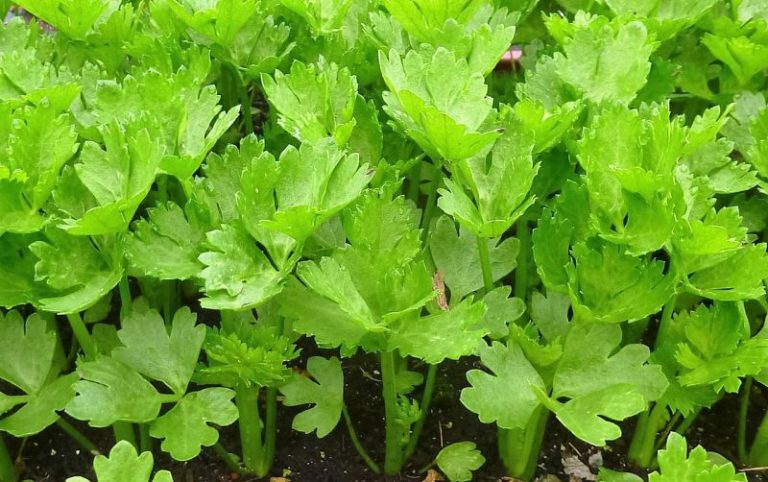 Apio | Características, variedades, tamaño, cultivo, beneficios