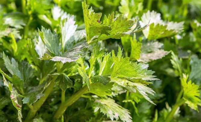 Apio | Características, variedades, tamaño, cultivo, beneficios