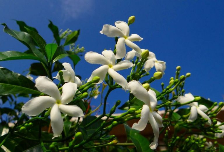 Jazmín | Características, cuidados, beneficios, aroma Jazmín | Características, cuidados, beneficios, aroma