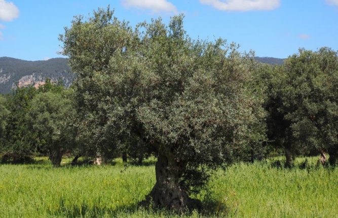 Olivo: Historia, Cultivo y Beneficios del Aceite