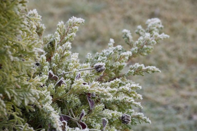 Enebro: características, cultivo, cuidados y usos medicinales