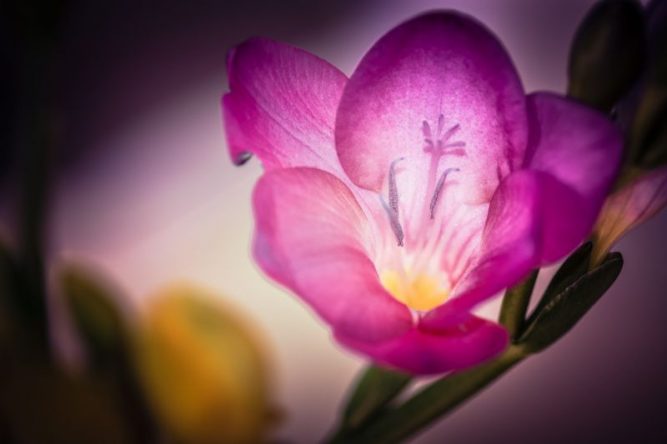 Fresia | Características, cultivo, riego y cuidados | Planta, flor