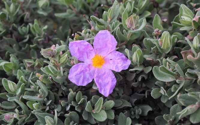 Jara | Características, tipos, cultivo, siembra | Cistus | Planta, flor