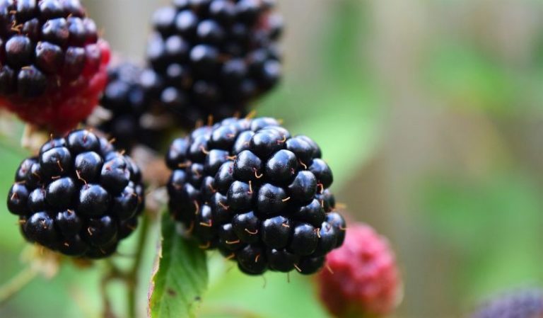 Zarzamora | Características, variedades, origen, beneficios, cultivo