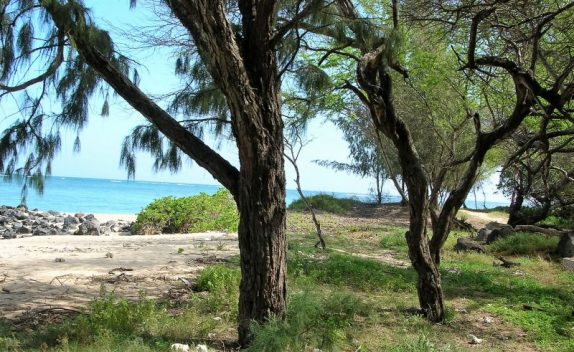 Casuarina: características, cultivo, usos y beneficios clave