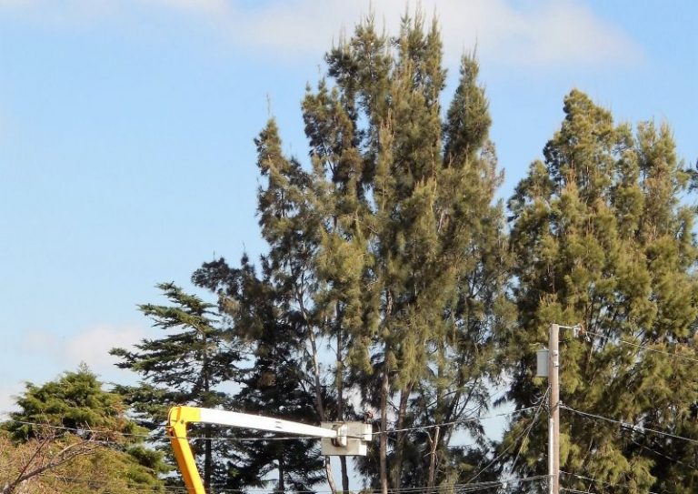 Casuarina: características, cultivo, usos y beneficios clave