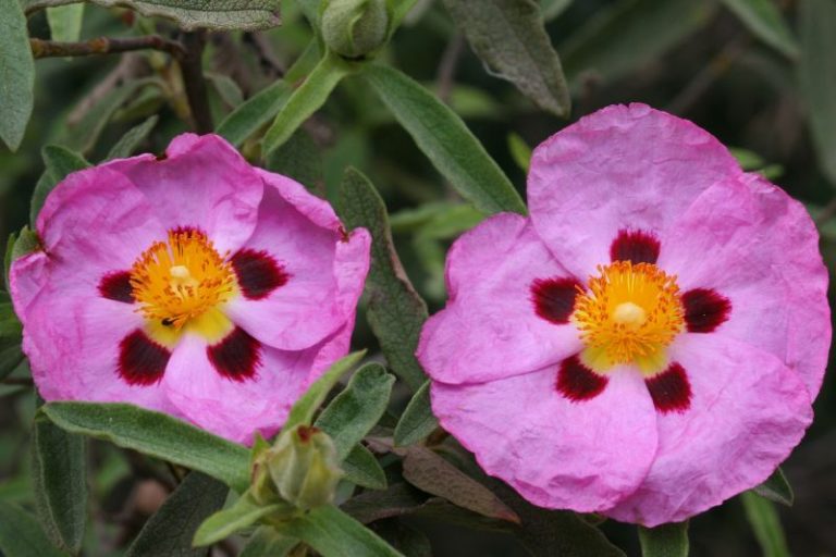 Jara | Características, tipos, cultivo, siembra | Cistus | Planta, flor