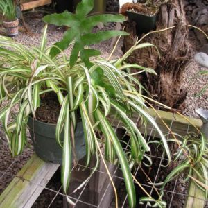 El Lazo de amor - Flores