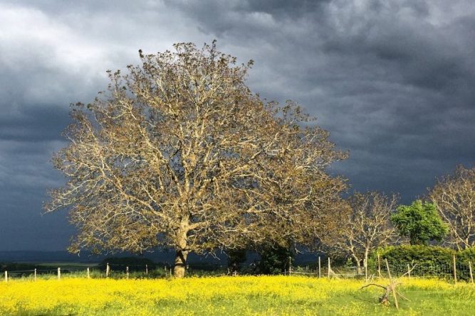 Betula pendula, abedul plateado: características y usos