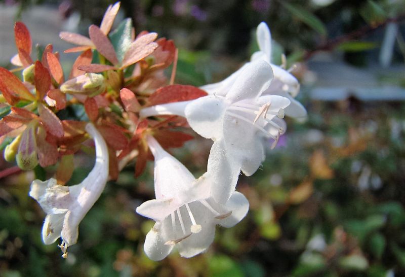Abelia | Características, origen, usos, cultivo, cuidados