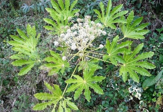 Aralia o Fatsia Japónica | Características, usos, hábitat, cultivo