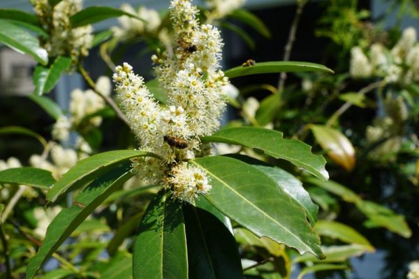 Laurel | Características, flores, usos, propiedades, cultivo