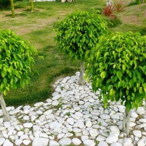 Pedúnculo | Qué es, definición, información, función, tipología