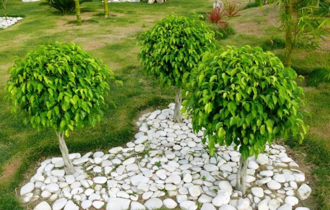 Ficus Lyrata cuidados y beneficios para plantas de interior