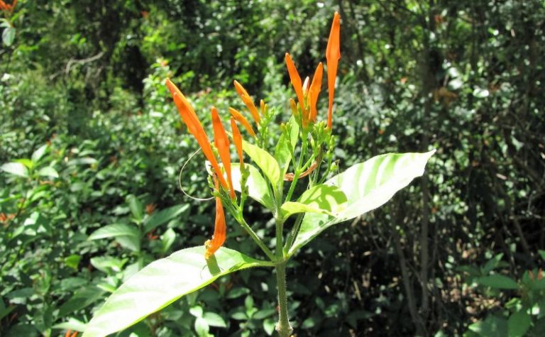 Muicle | Características, cultivo, propiedades, salud