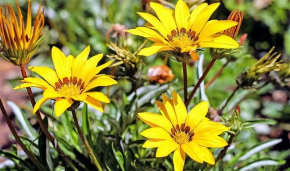 Gazania | Características, reproducción, cuidado, cultivo, usos Gazania | Características, reproducción, cuidado, cultivo, usos