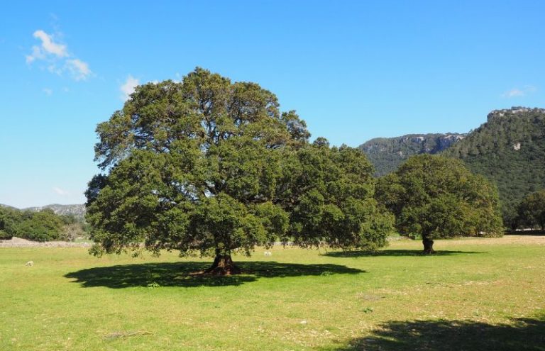 Laurel | Características, flores, usos, propiedades, cultivo