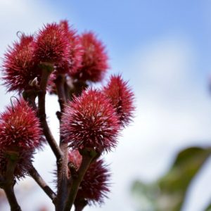 Ajonjolí | Características, cultivo, propiedades, siembra | Planta