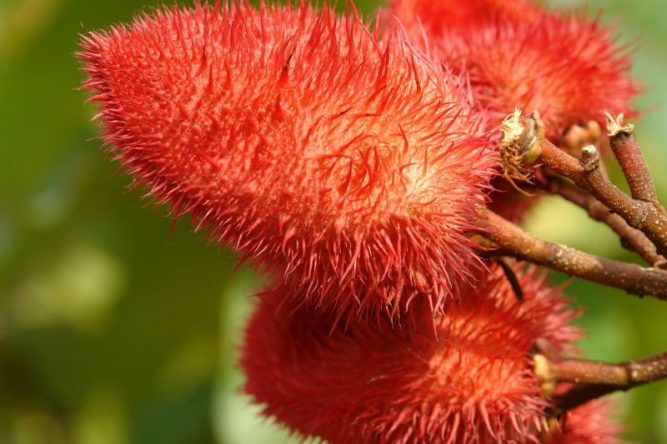Achiote: Usos, características y beneficios del colorante natural