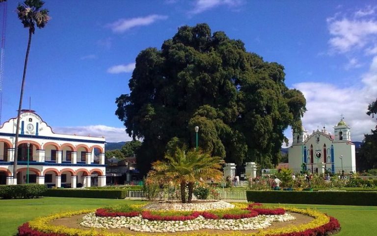 Ahuehuete: árbol nacional de México y símbolo ancestral